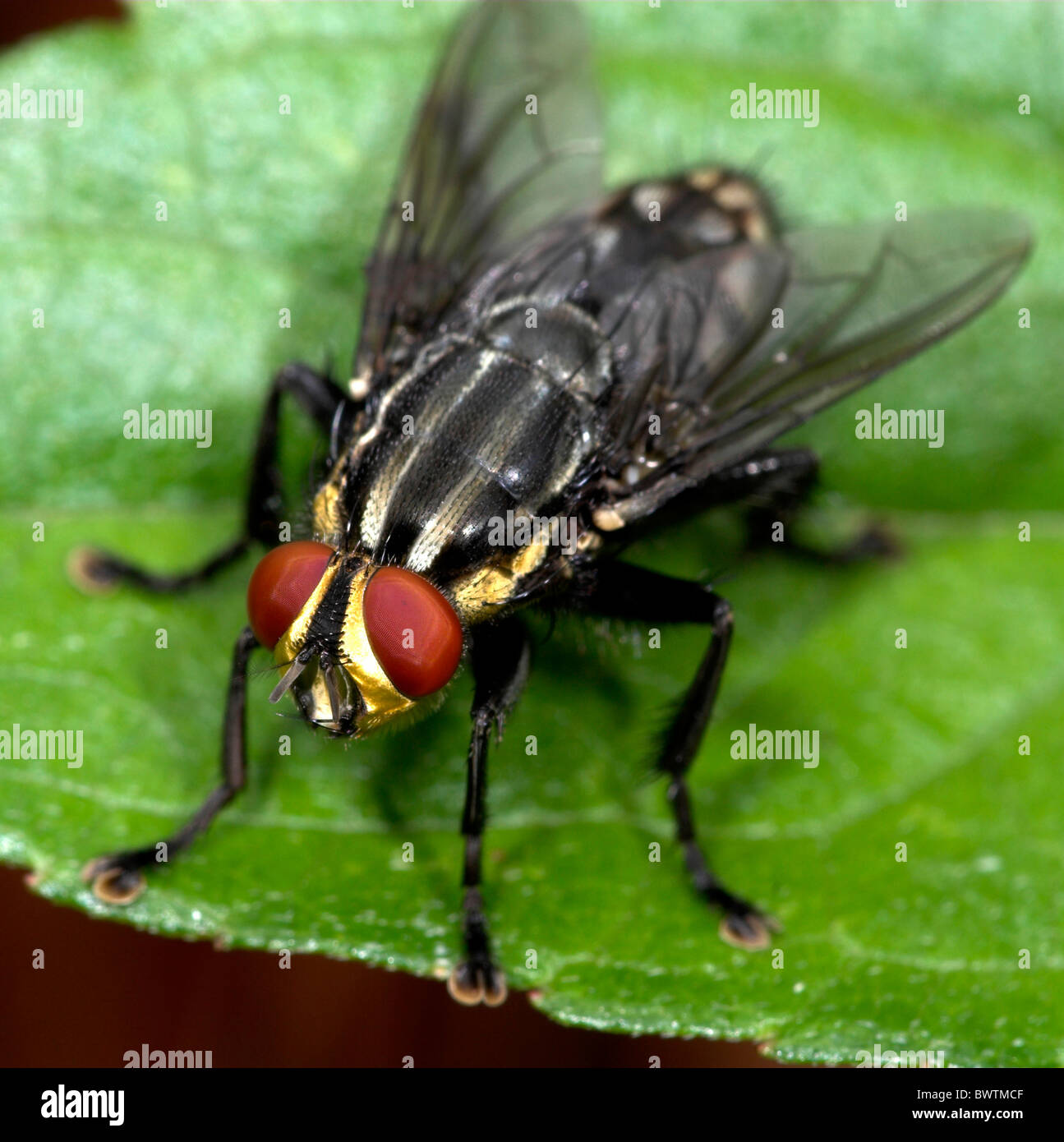 Hence their common name hacienda baru costa rica hi-res stock ...