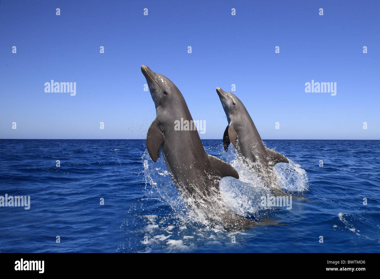 springend - jumping dolphin dolphins cetacean cetaceans mammal mammals ...