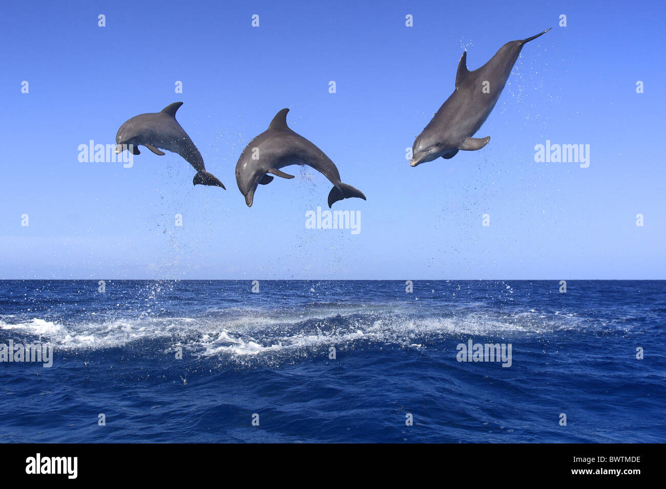 springend - jumping dolphin dolphins cetacean cetaceans mammal mammals ...