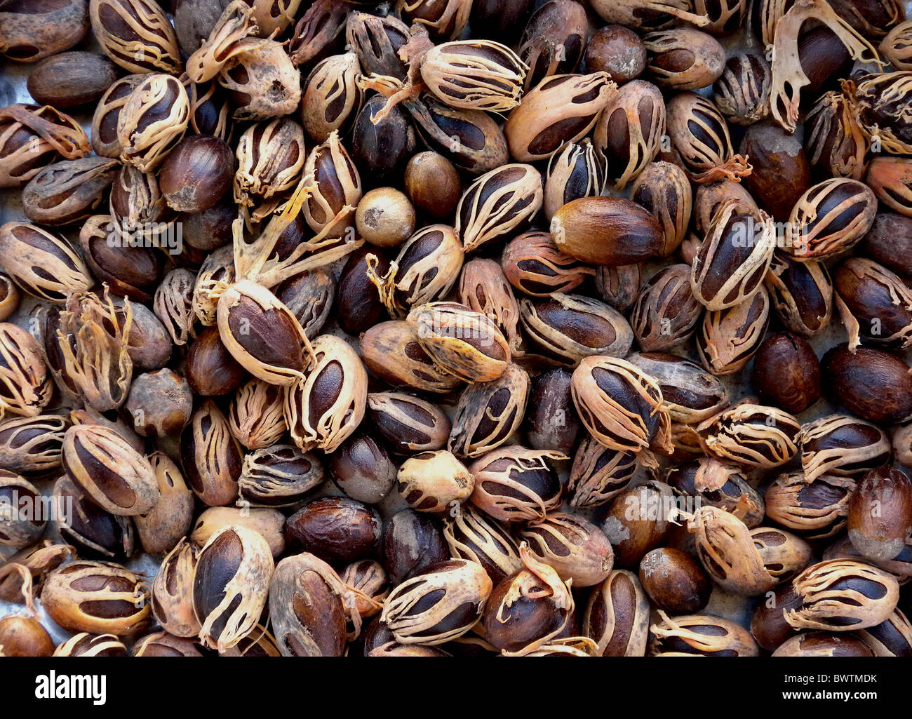 Nutmeg mace myristica fragrans seeds hi-res stock photography and ...