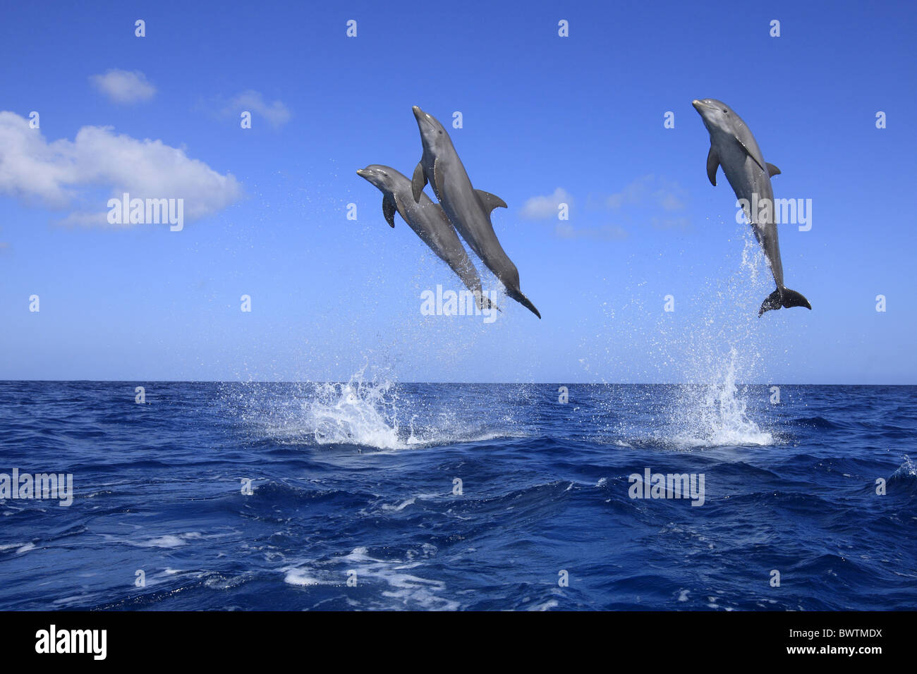 springend - jumping dolphin dolphins cetacean cetaceans mammal mammals ...