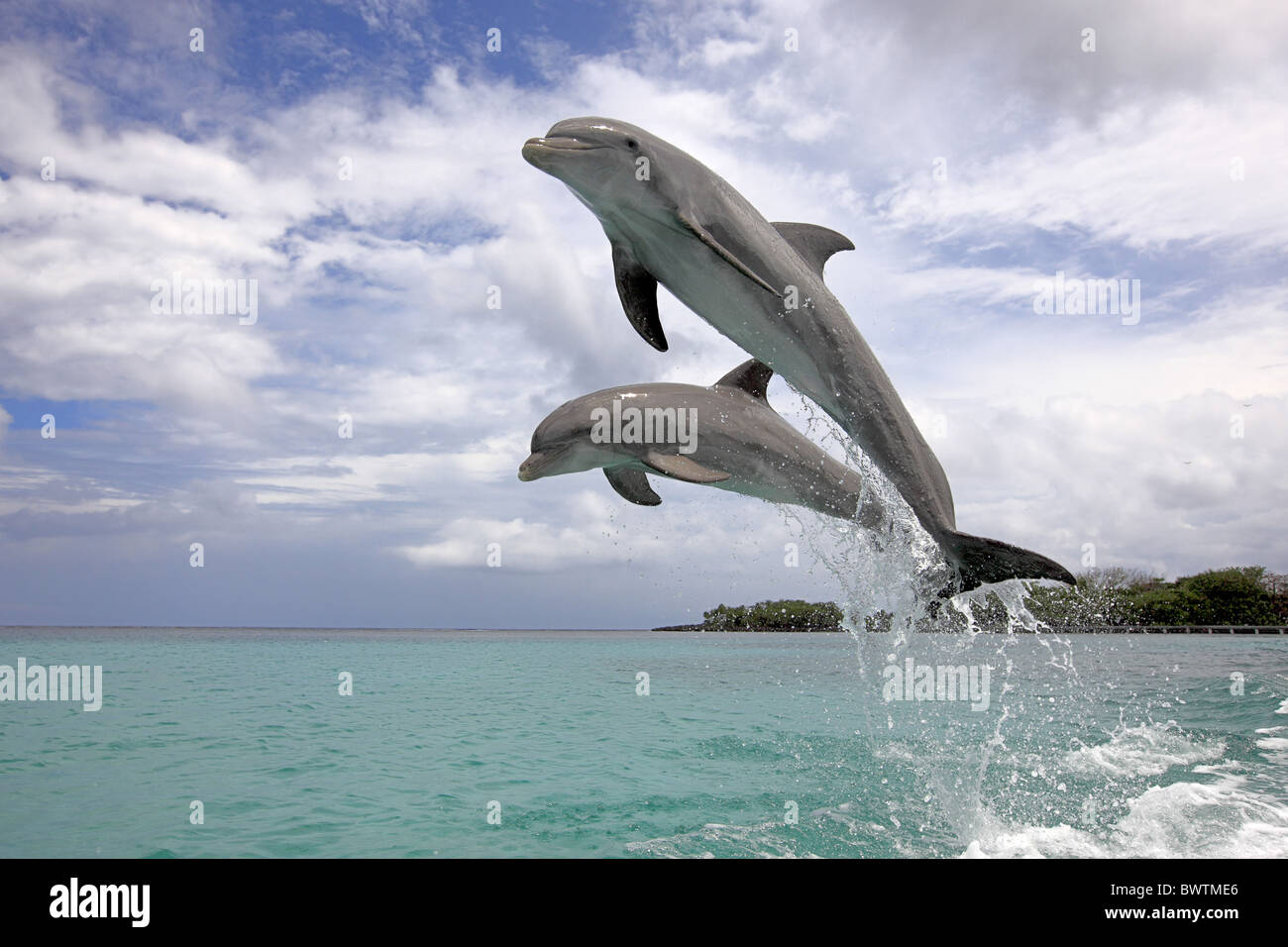 springend - jumping dolphin dolphins cetacean cetaceans mammal mammals ...