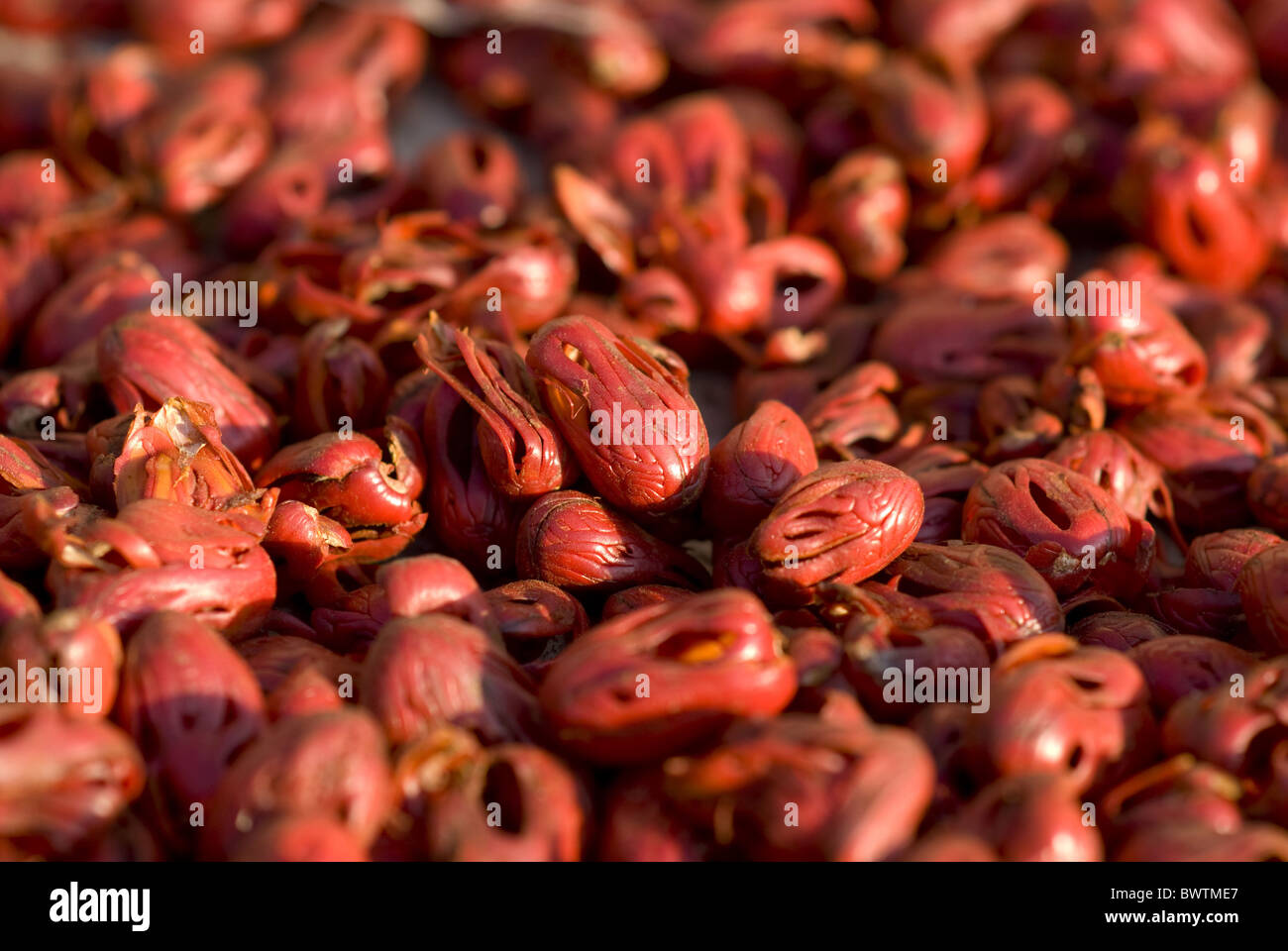 Nutmeg (Myristica fragrans) 'Mace', drying outer arils, Uhak Village ...