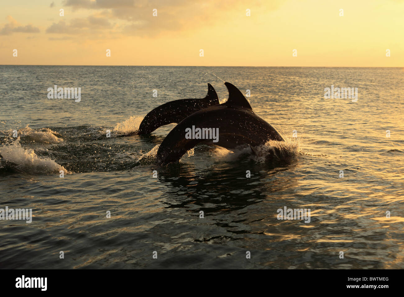 Bottle nose dolphin bottlenosed dolphin common hi-res stock photography ...