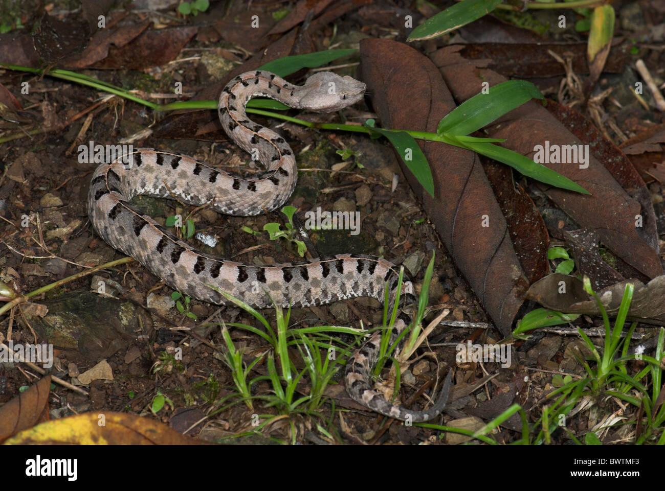 Western hog nosed viper hi-res stock photography and images - Alamy