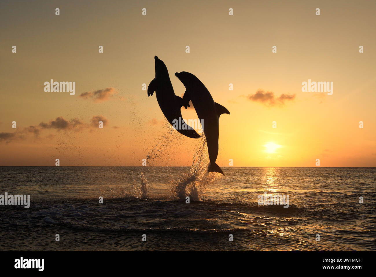 springend - jumping Sonnenuntergang - sunset dolphin dolphins cetacean ...