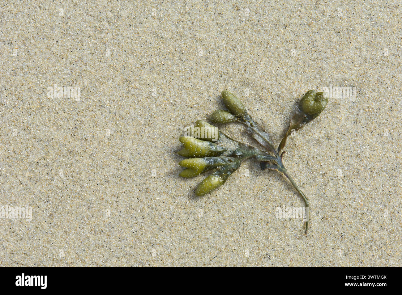 Seaweed strand hi-res stock photography and images - Alamy
