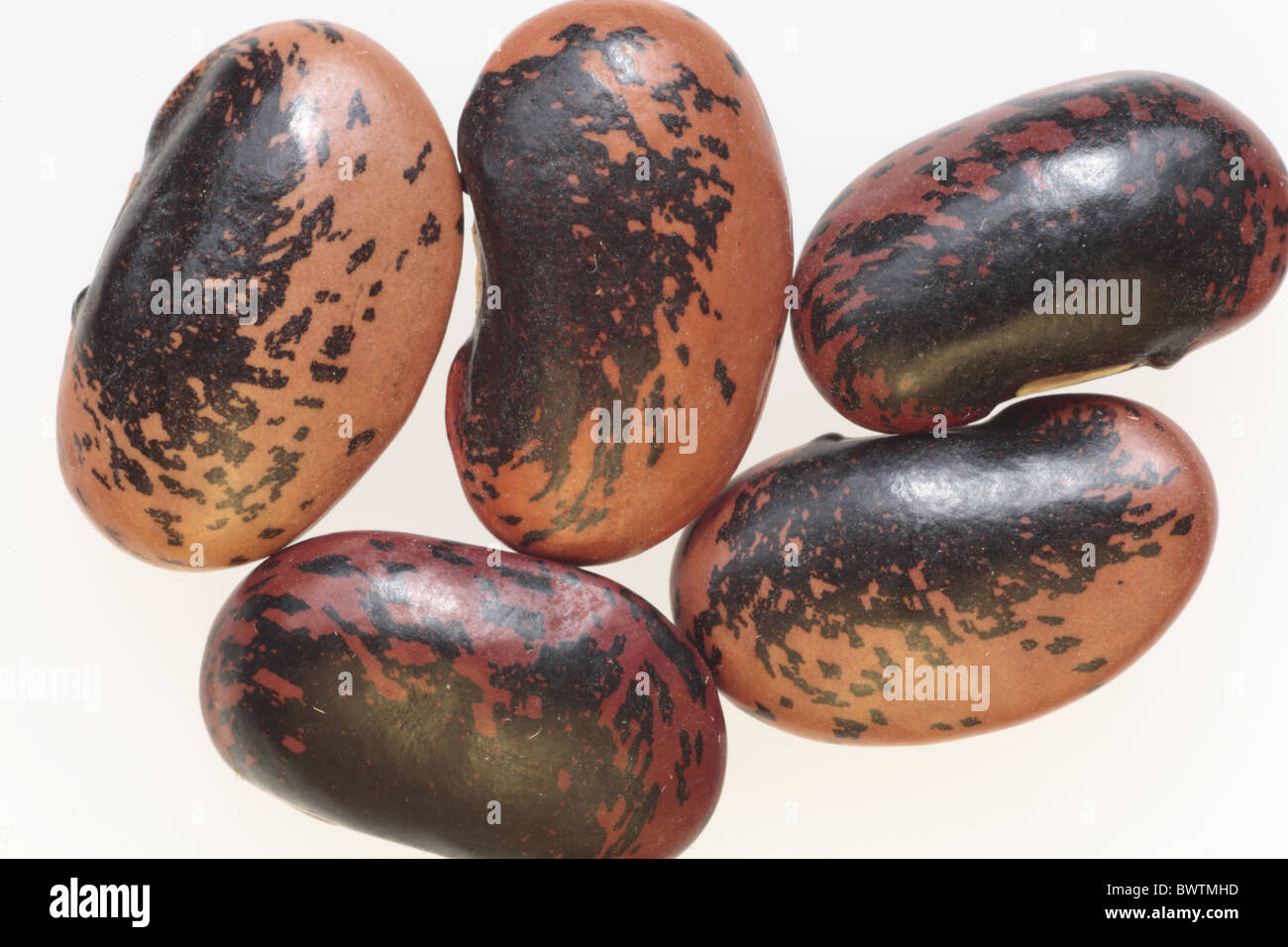 seed crop cropping seeding plant close close-up macro garden gardening ...