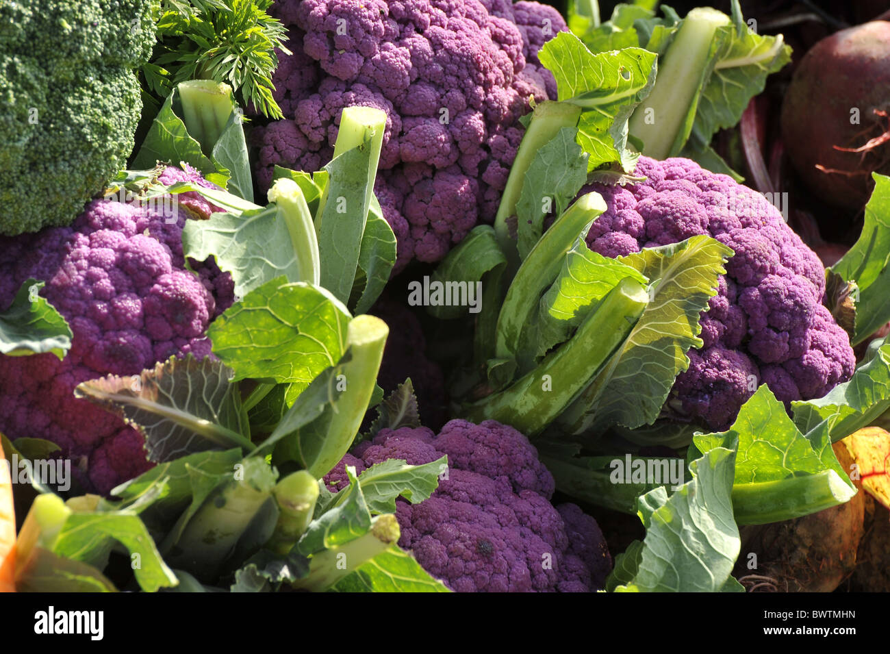 Purple sprouting broccoli plant hi-res stock photography and images - Alamy