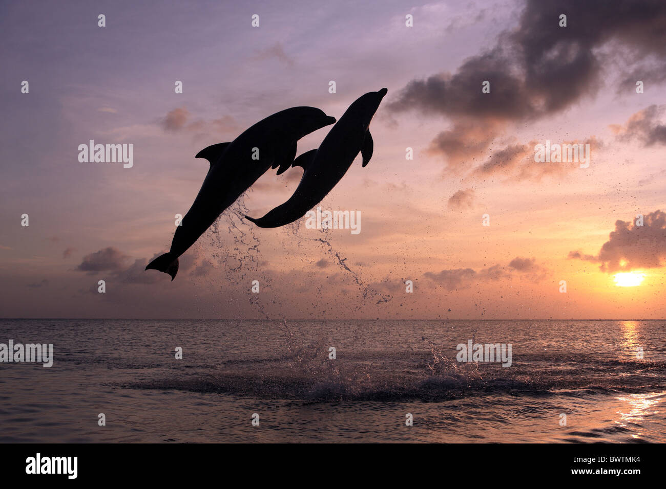 springend - jumping Sonnenuntergang - sunset dolphin dolphins cetacean ...