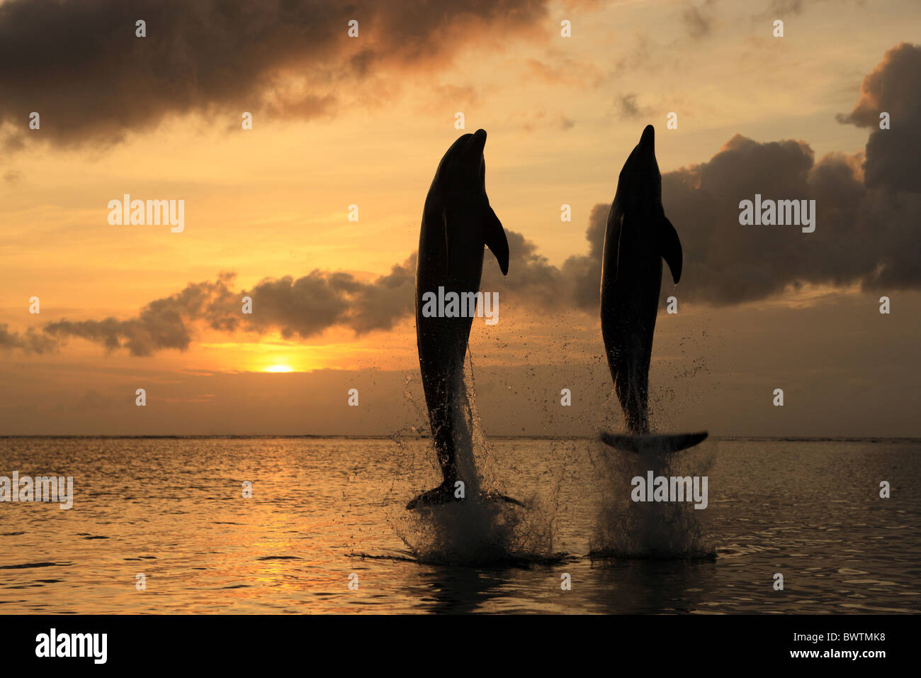 springend - jumping Sonnenuntergang - sunset dolphin dolphins cetacean ...