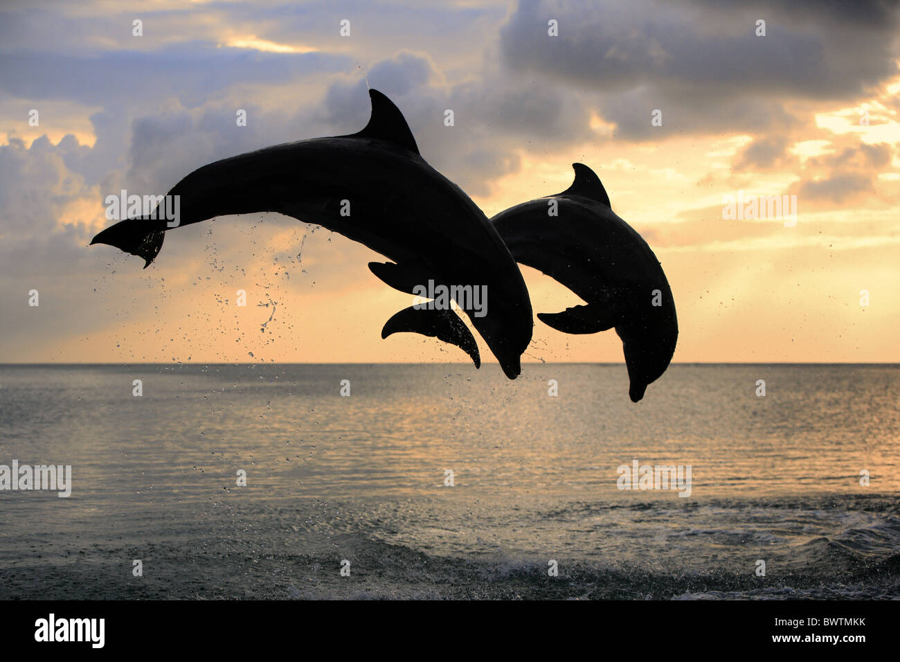 springend - jumping Sonnenuntergang - sunset dolphin dolphins cetacean ...