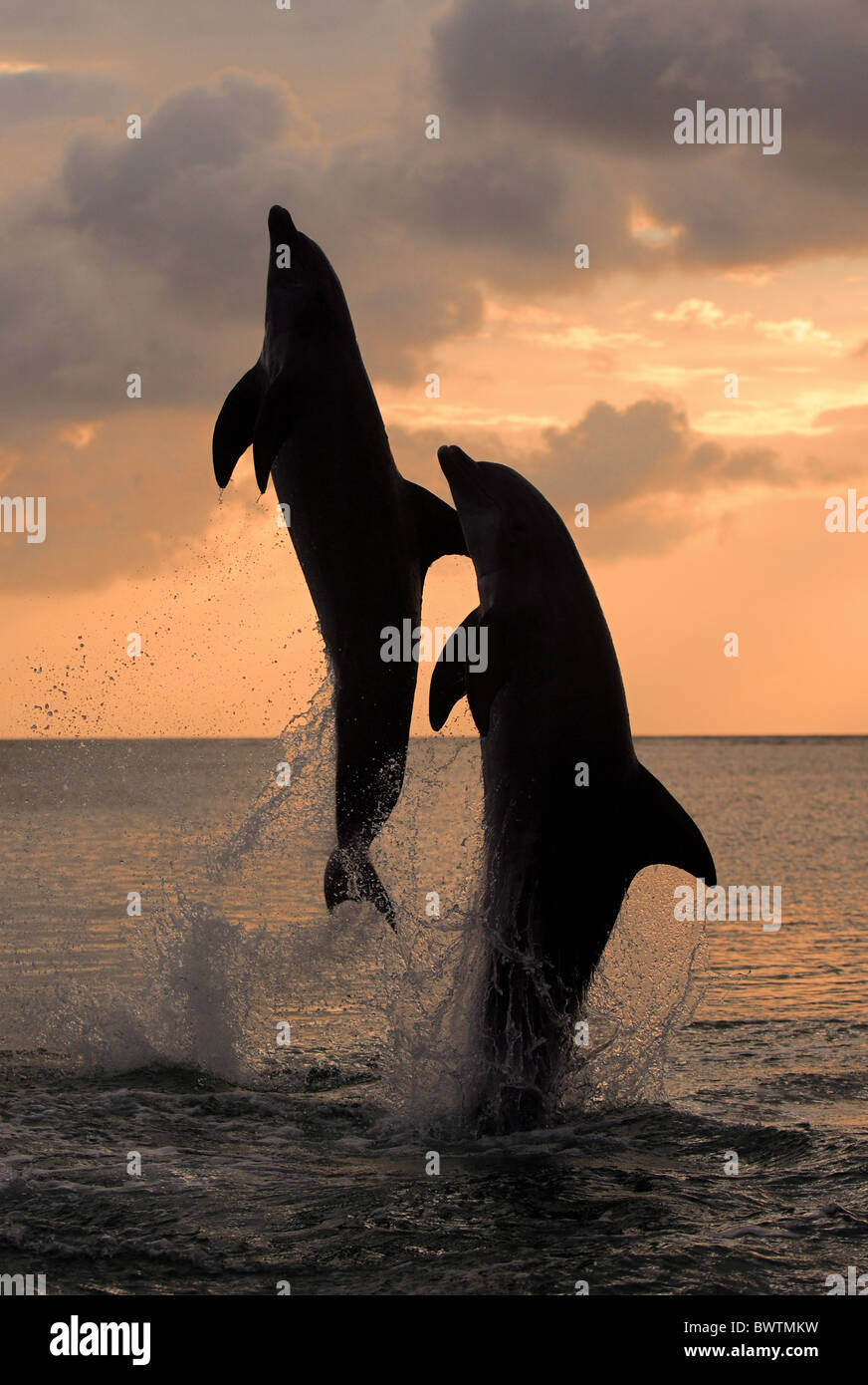 Bottle nose dolphin bottlenosed dolphin common hi-res stock photography ...
