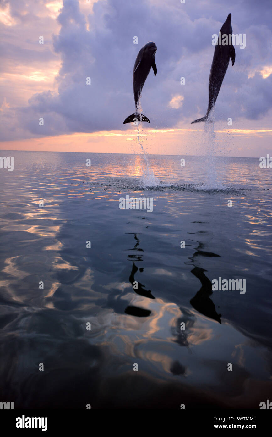 springend - jumping Sonnenuntergang - sunset dolphin dolphins cetacean ...