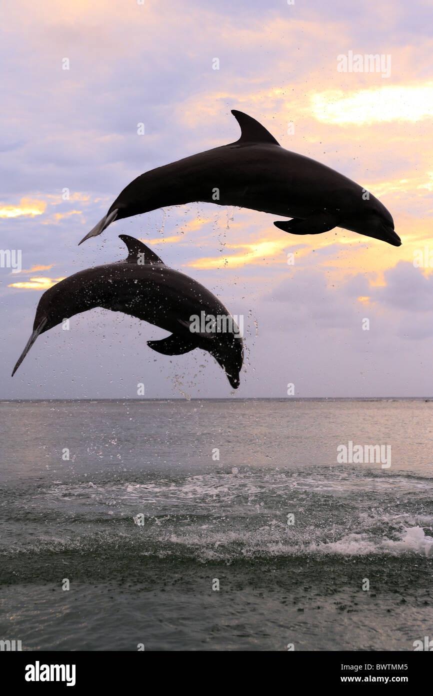 springend - jumping Sonnenuntergang - sunset dolphin dolphins cetacean ...
