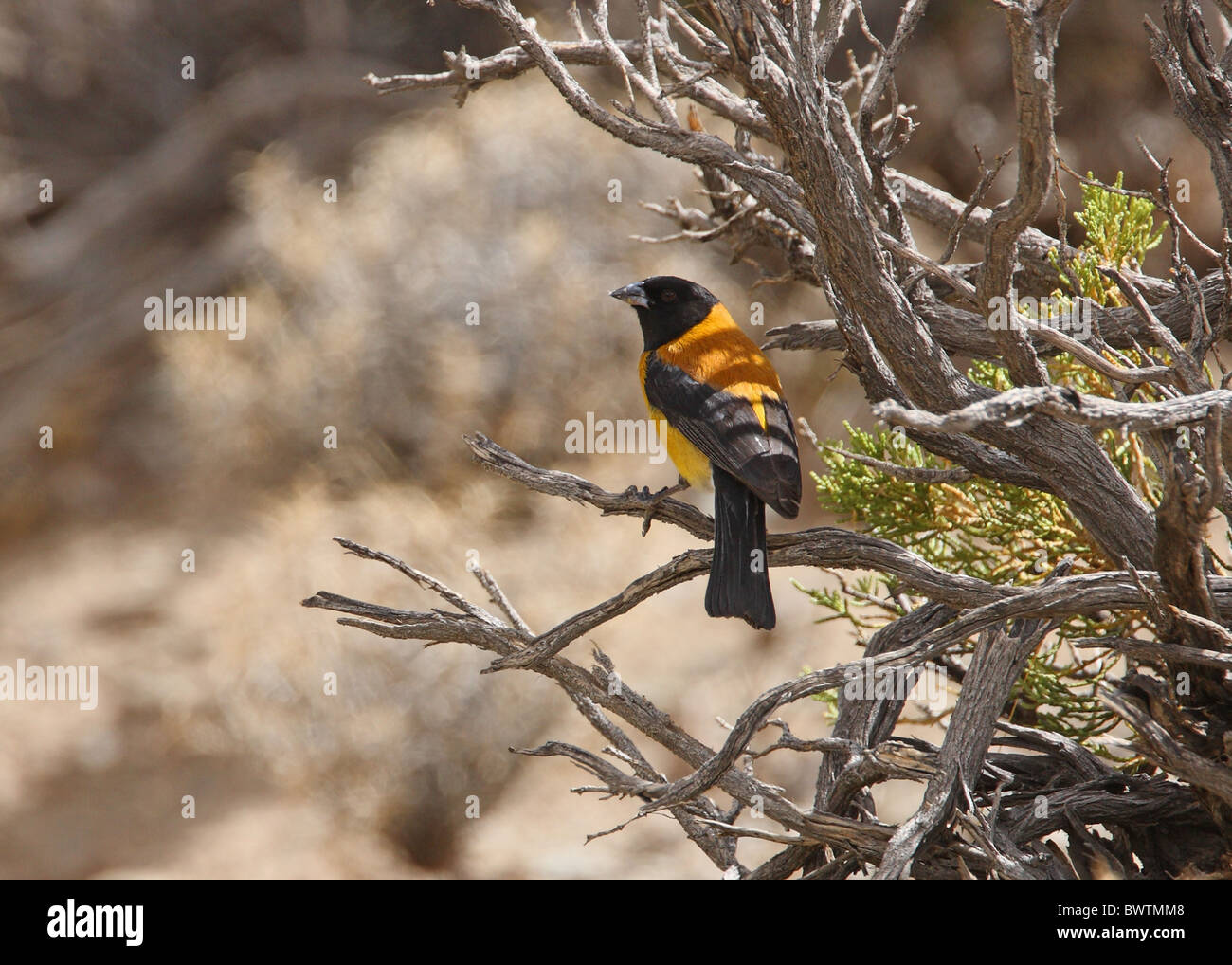 Black hooded sierra finch phrygilus atriceps hi-res stock photography ...