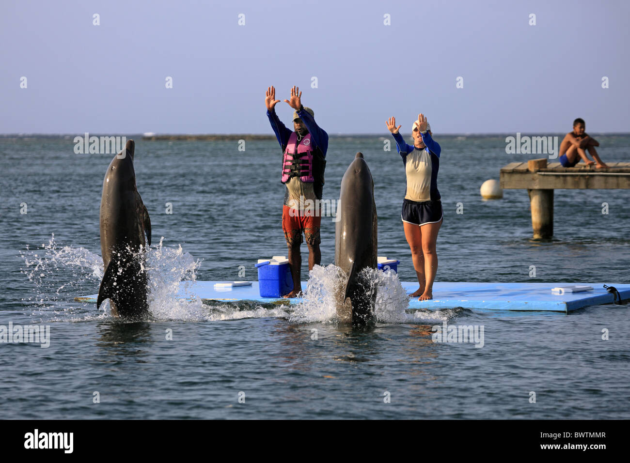 springend - jumping dolphin dolphins cetacean cetaceans mammal mammals ...