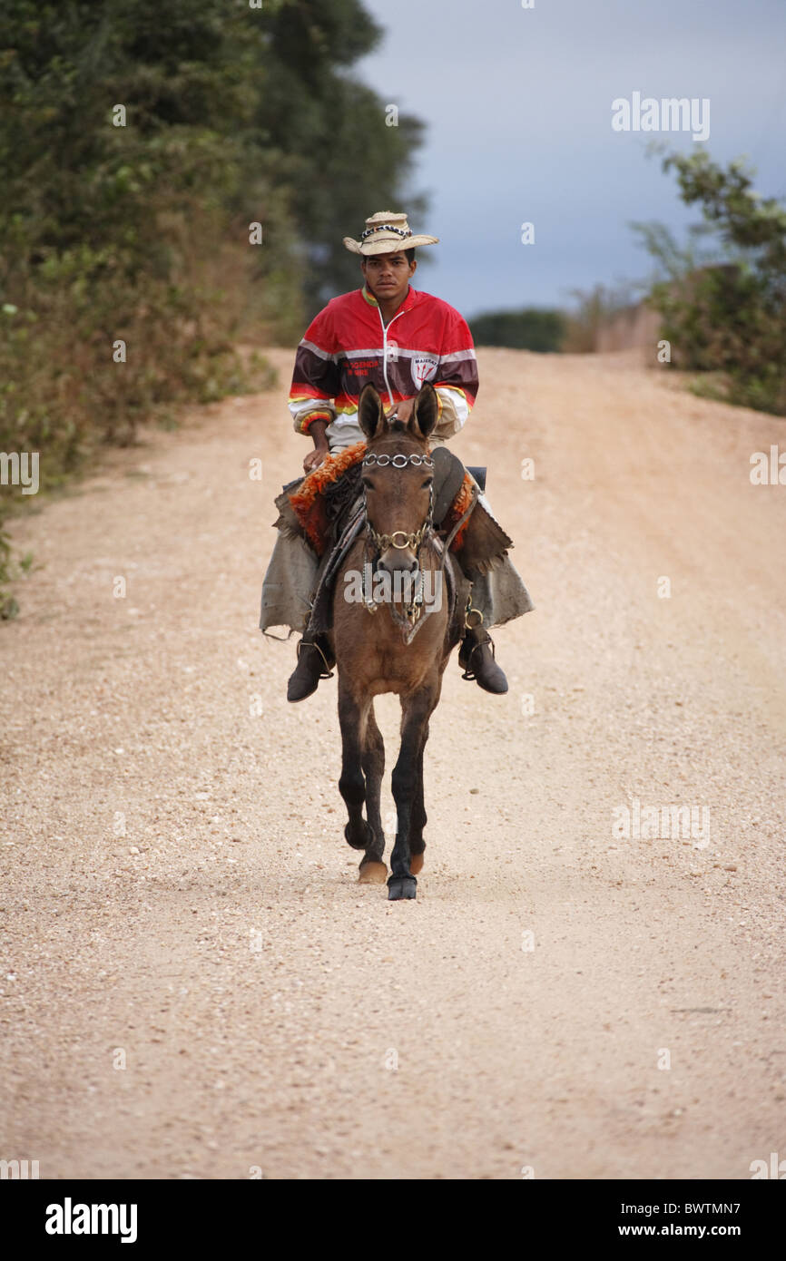 Pantanal cowboy riding mule along road Pantanal Stock Photo - Alamy