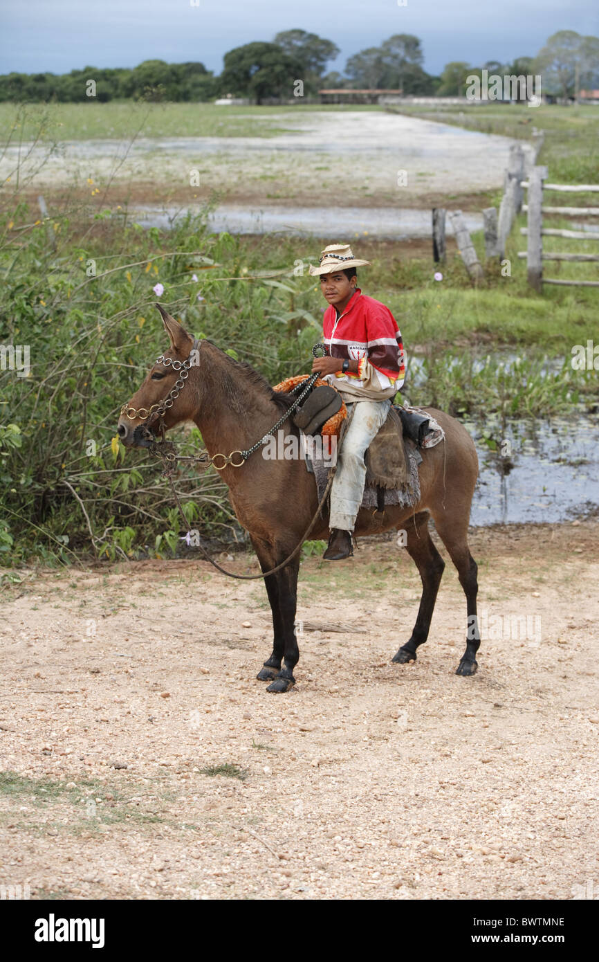 Pantanal cowboy riding mule Pantanal Mato Grosso Stock Photo - Alamy