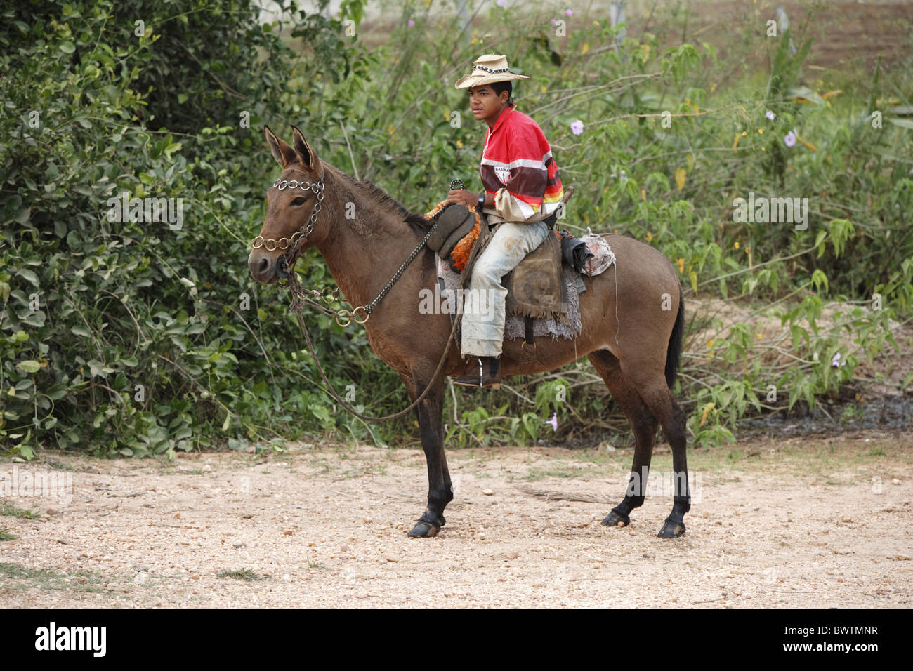 Pantanal cowboy riding mule Pantanal Mato Grosso Stock Photo - Alamy