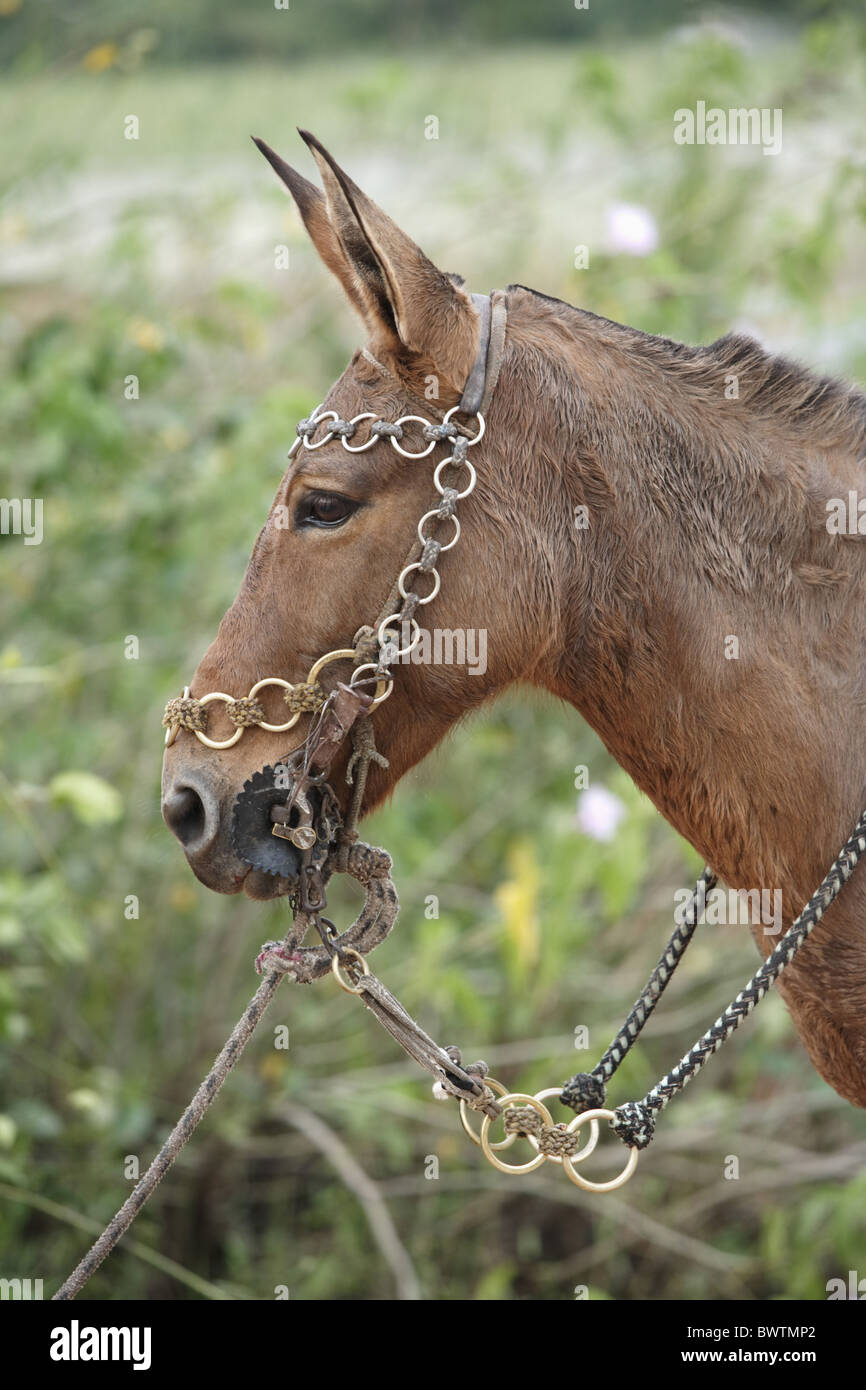 Mule close-up head with harness Pantanal Mato Stock Photo - Alamy