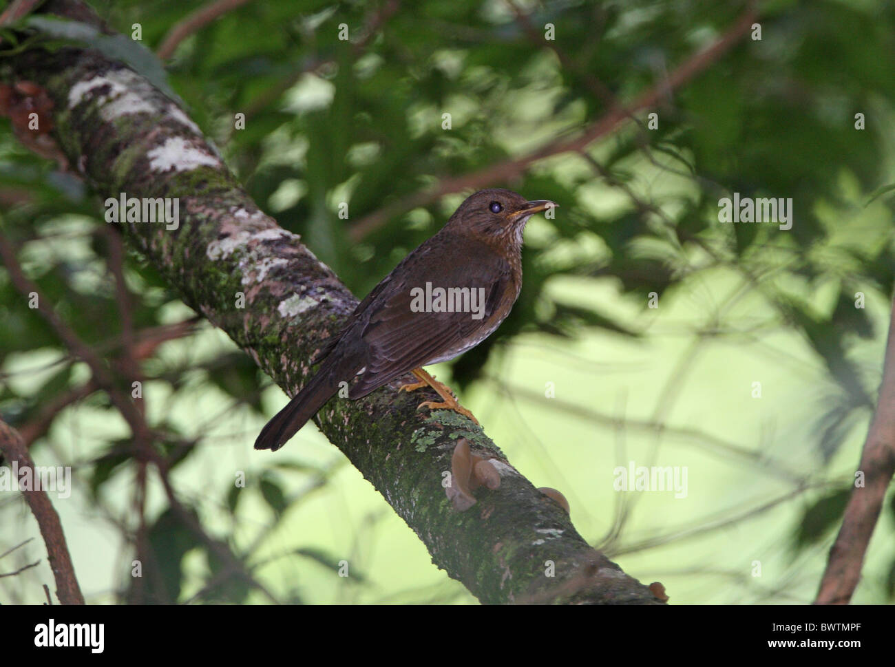 Andean Slaty Thrush (Turdus nigriceps) adult female, perched on branch ...