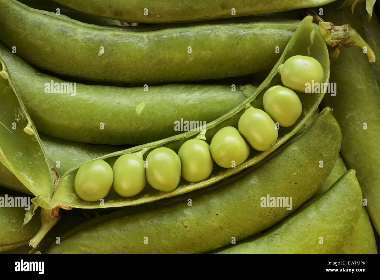 Cropping legumes hi-res stock photography and images - Alamy