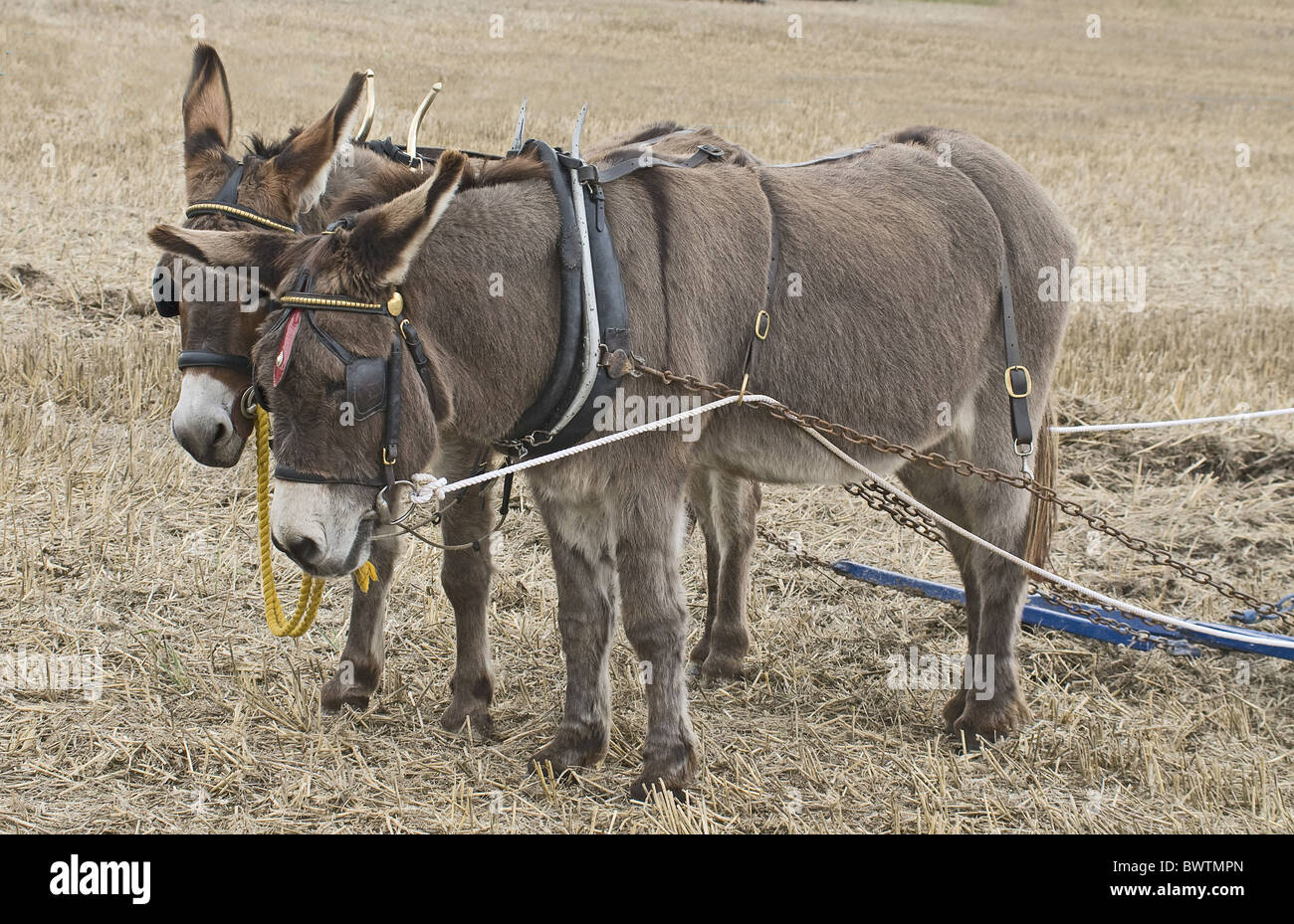 Donkey two adults working team ploughing match Stock Photo - Alamy