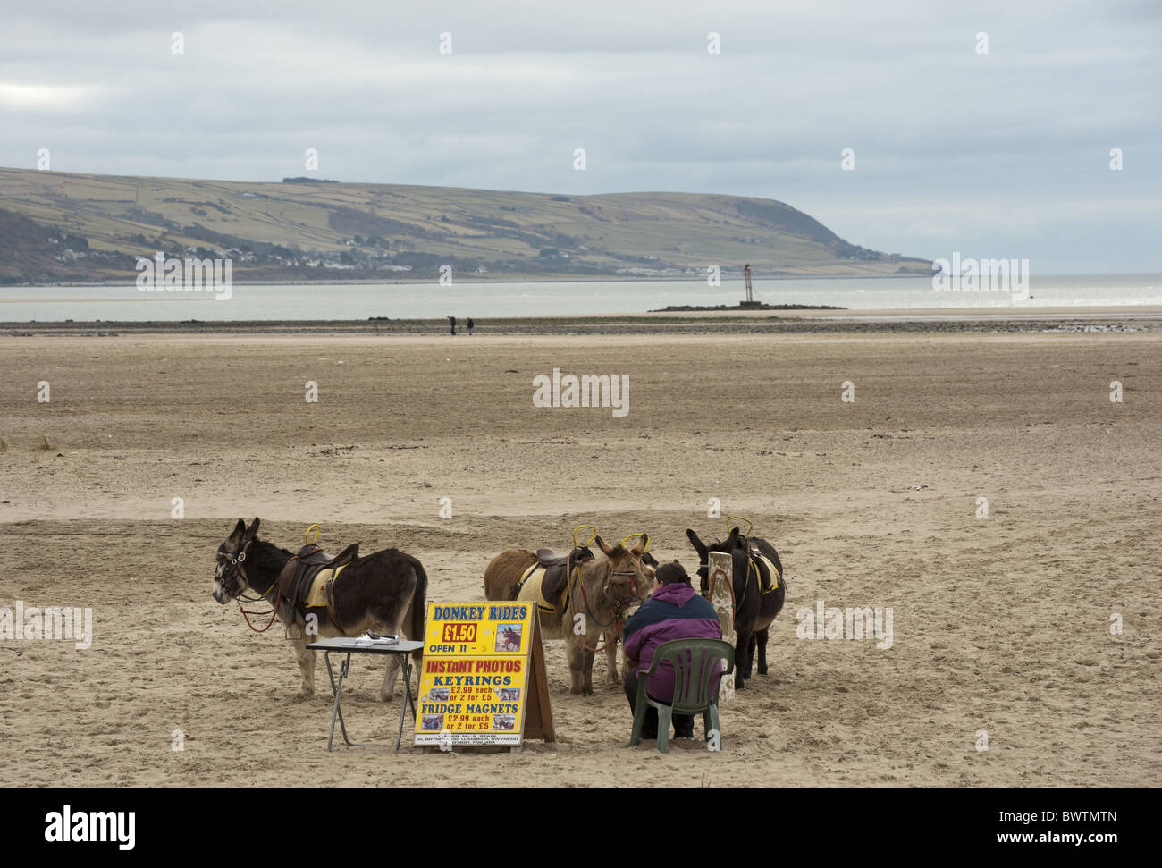 Barmouth Wales beach coast donkeys sand donkey donkeys ass asses equid ...