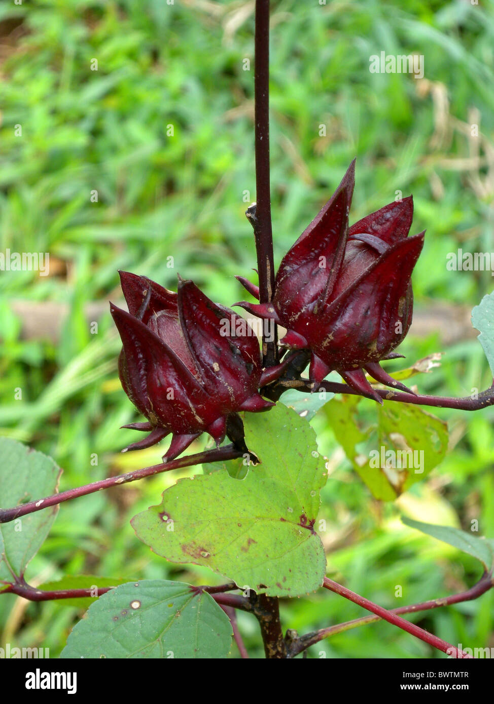 Roselle Hibiscus sabdariffa close-up fruit Stock Photo - Alamy