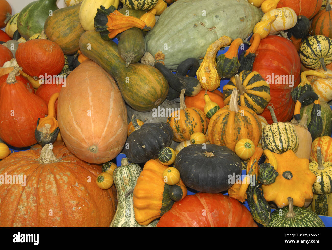 vegetables gourds vegetable vegetables veg food foods edible plant ...