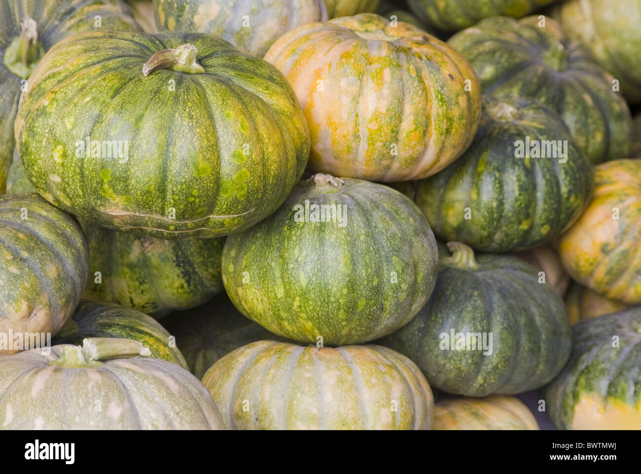 Agriculture Agricultural Asia Asian Squash Calabaza Pumpkin Pumpkins ...