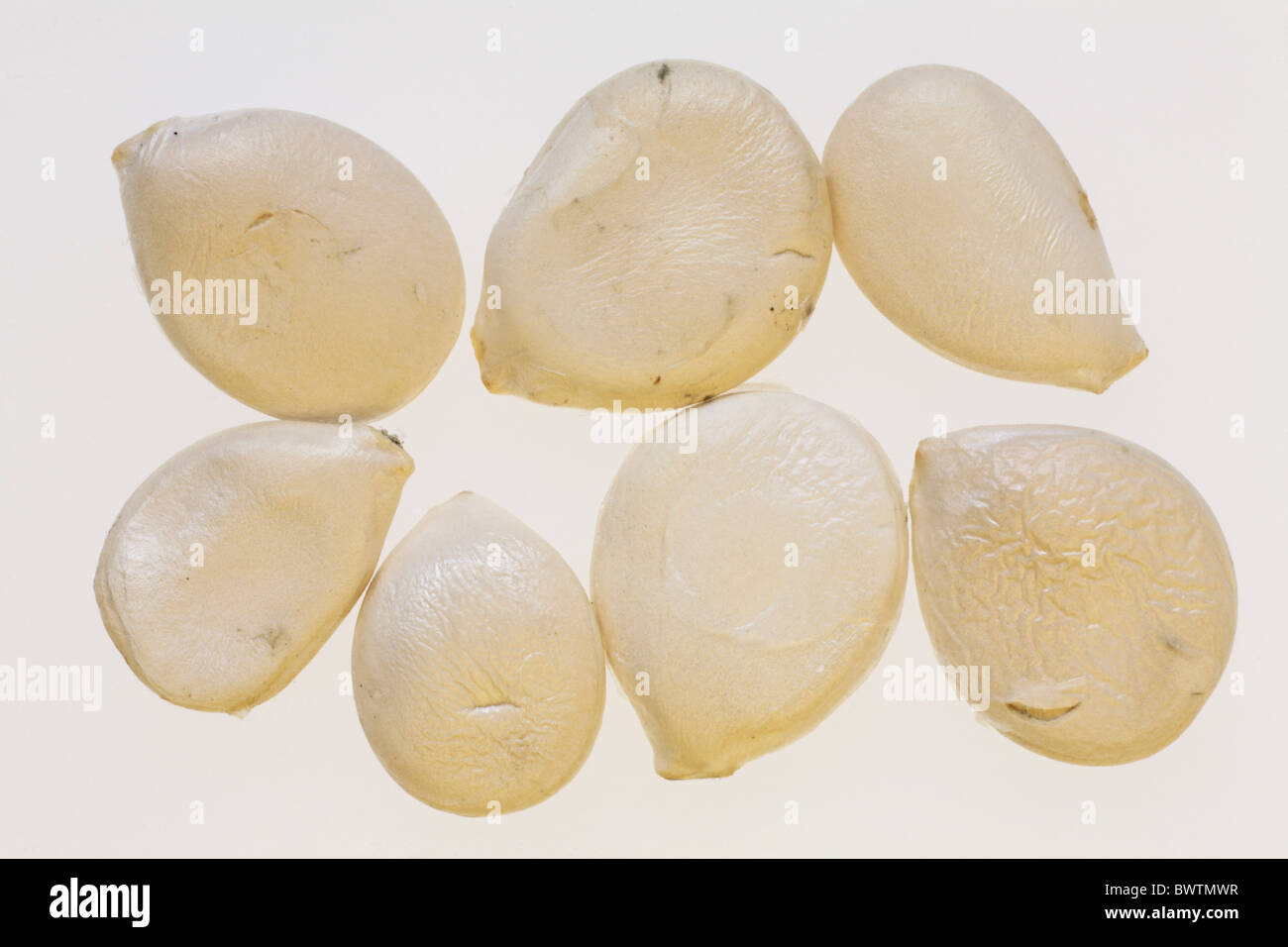 Cucurbita High Resolution Stock Photography and Images - Alamy