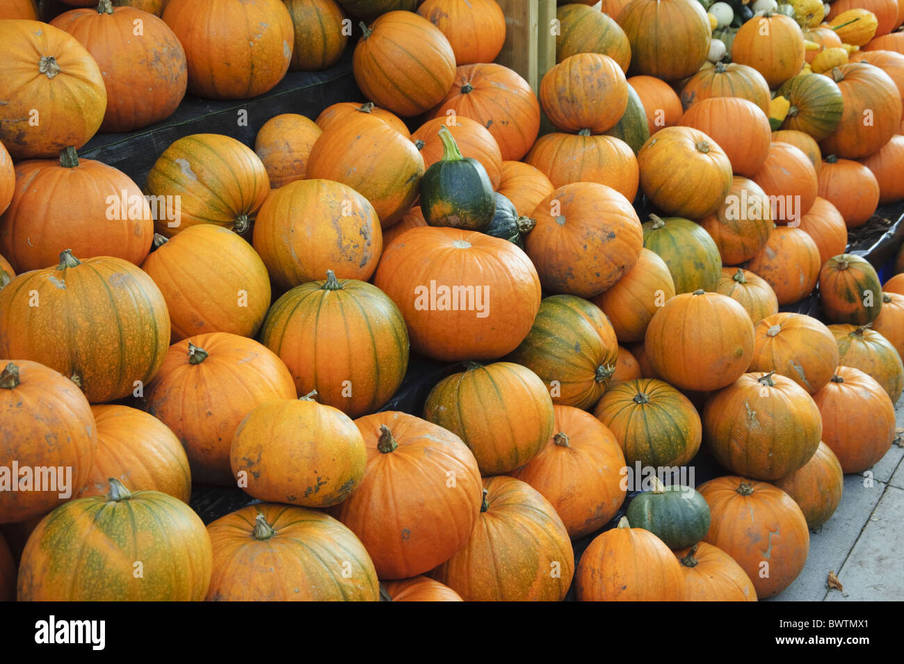 pumpkins Haloween vegetables vegetable vegetables veg food foods edible ...
