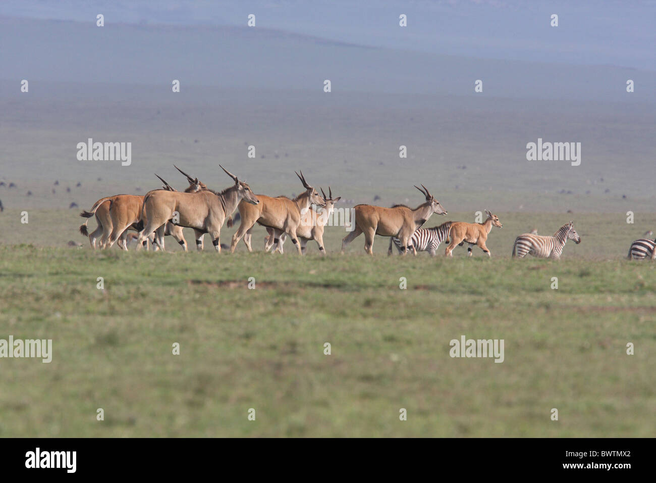 Young elands hi-res stock photography and images - Alamy