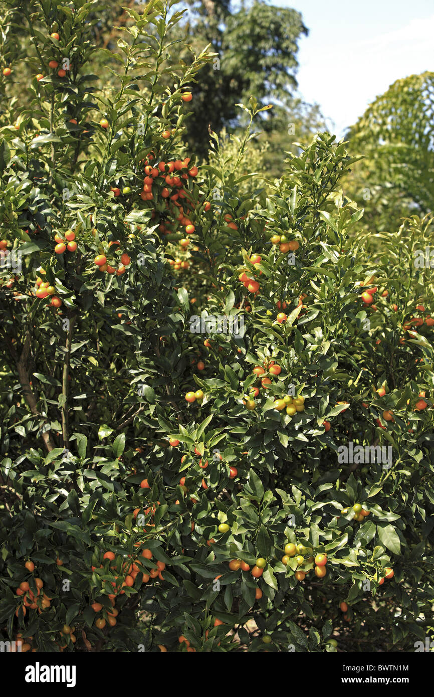 Kumquat Fortunella polyandra fruit tree Stock Photo - Alamy
