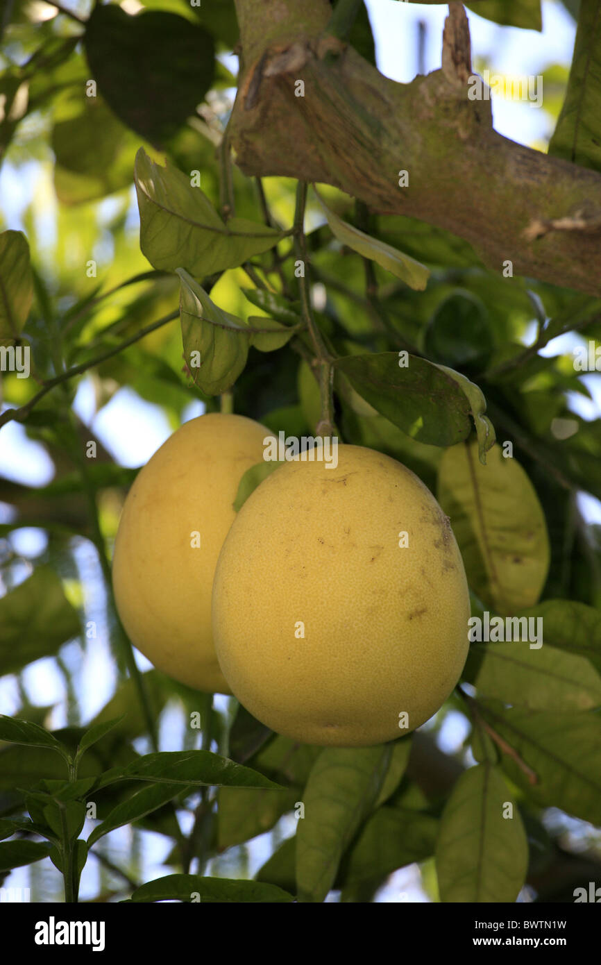 Shaddock tree hi-res stock photography and images - Alamy