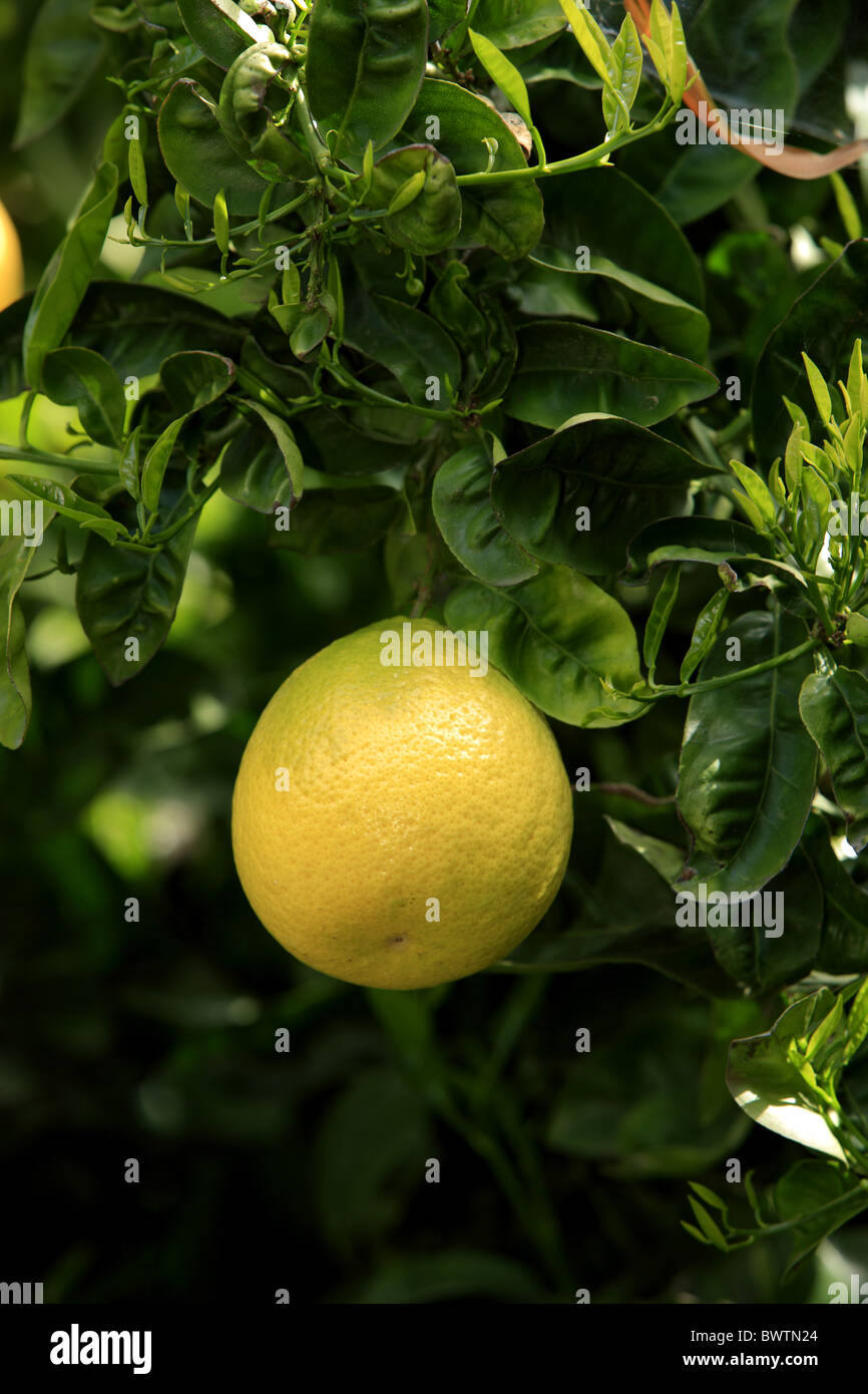 Shaddock tree hi-res stock photography and images - Alamy