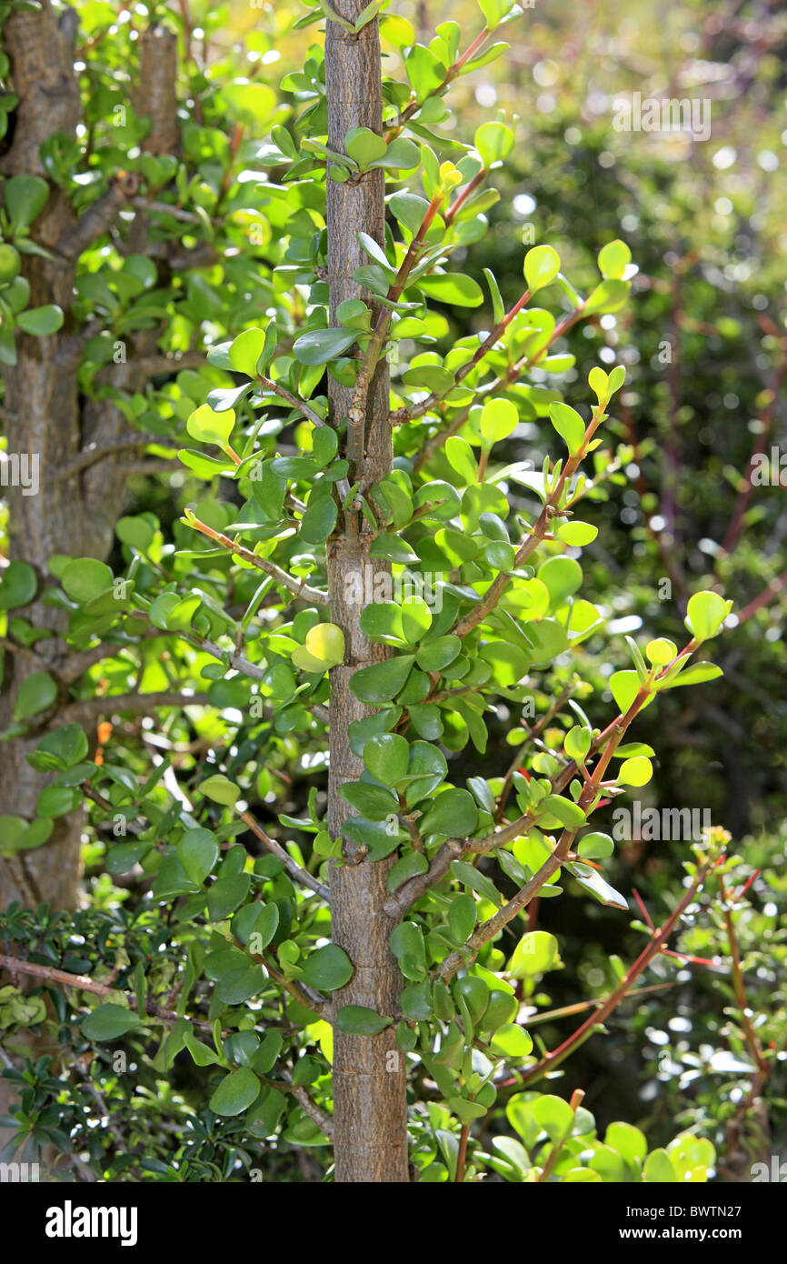 Blaetter - leaves plant plants portulacaceae africa african "elephant ...