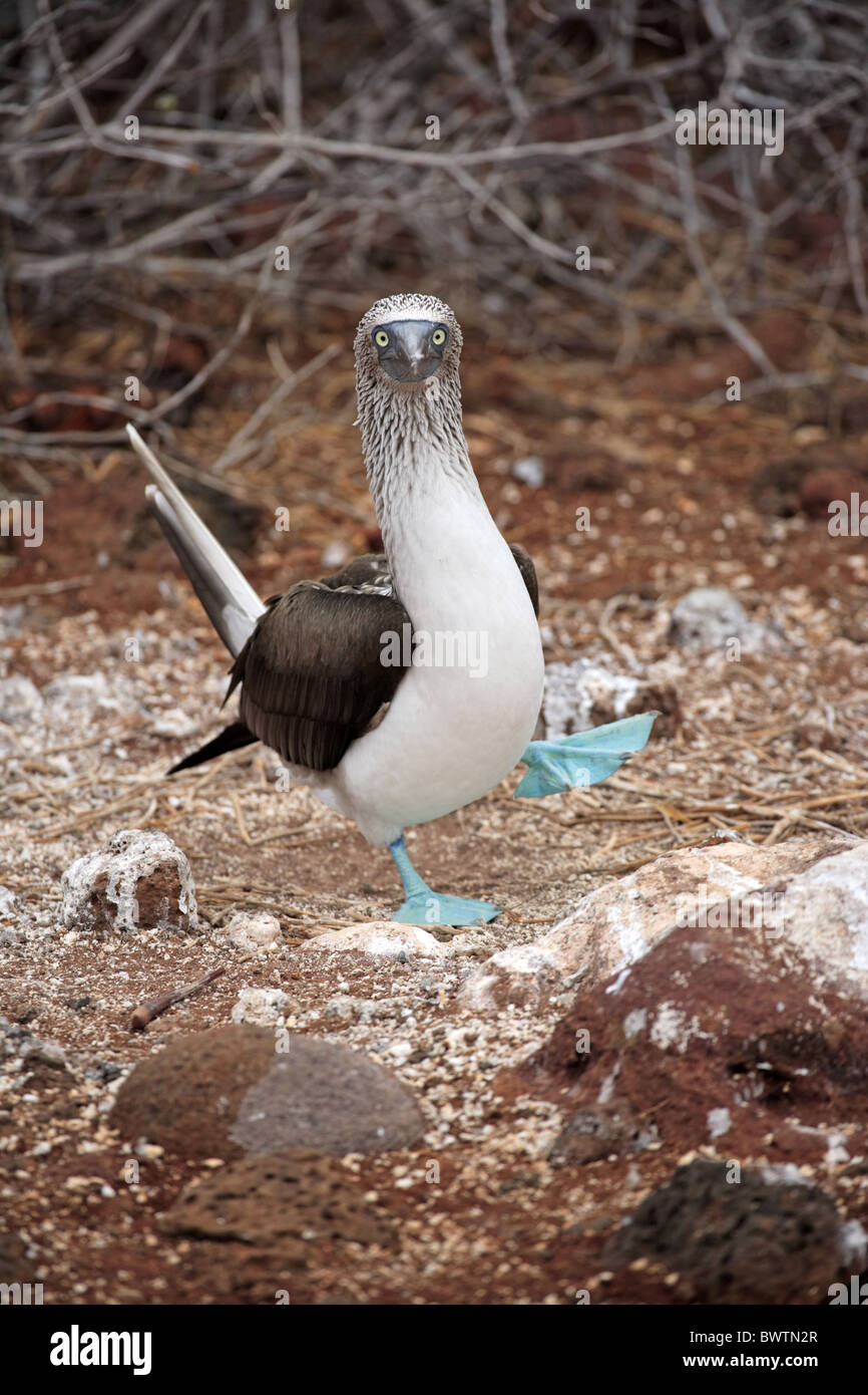 Blue-footed Booby (Sula nebouxii) adult, in courtship display 'dance ...