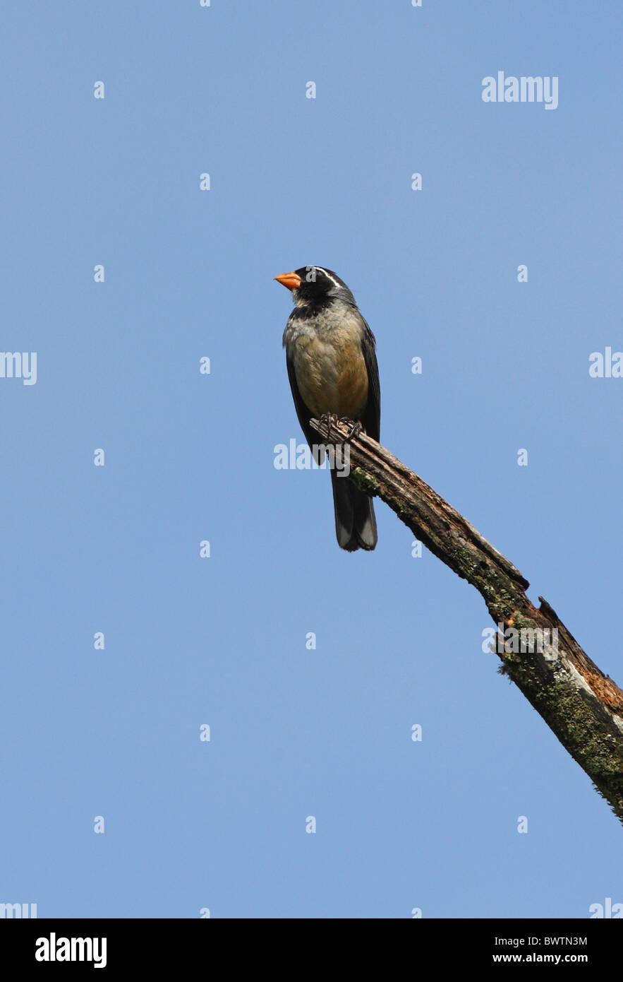 South american saltator hi-res stock photography and images - Alamy