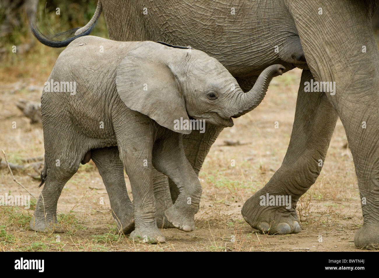 arid baby botswana calf dry elephant mashatu nature reserve tuli block ...