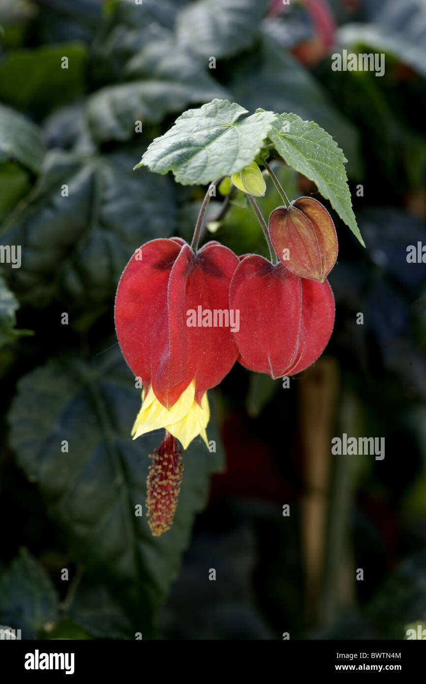Trailing Abutilon Abutilon megapotamicum close-up Stock Photo - Alamy