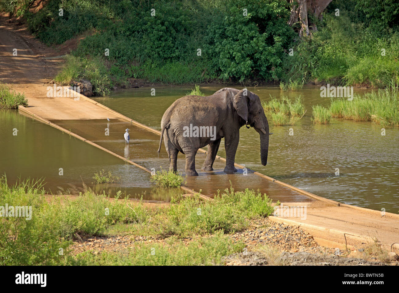 Flussbett - Riverbed elephant elephants herbivore herbivores endangered ...