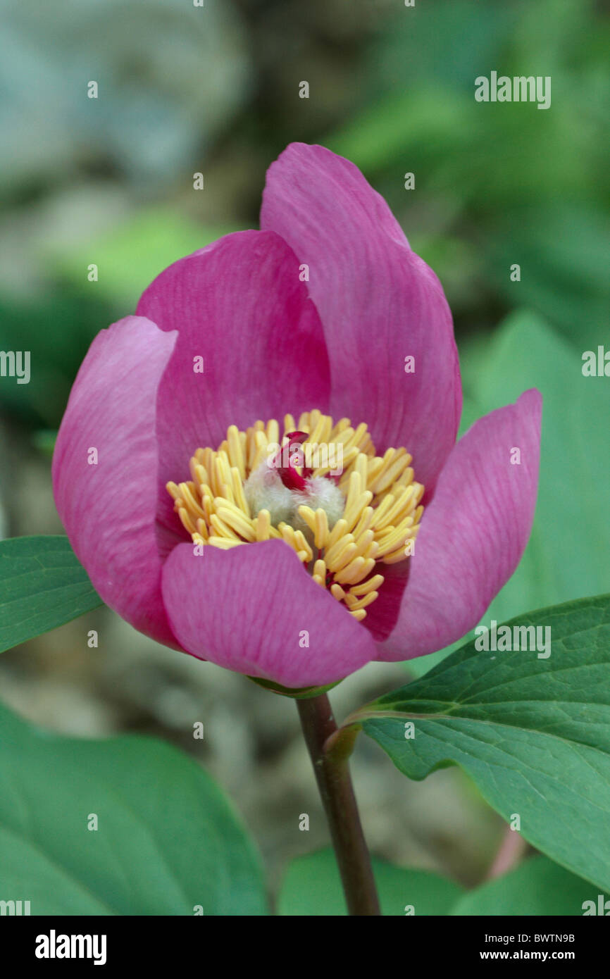 Paeony paeonies hi-res stock photography and images - Alamy