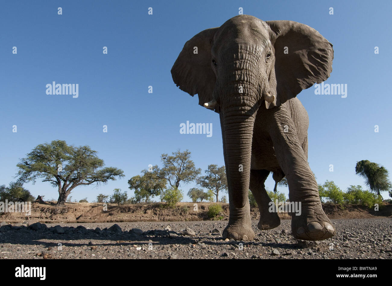 africana arid botswana breeding elephant herd june loxodonta mashatu ...