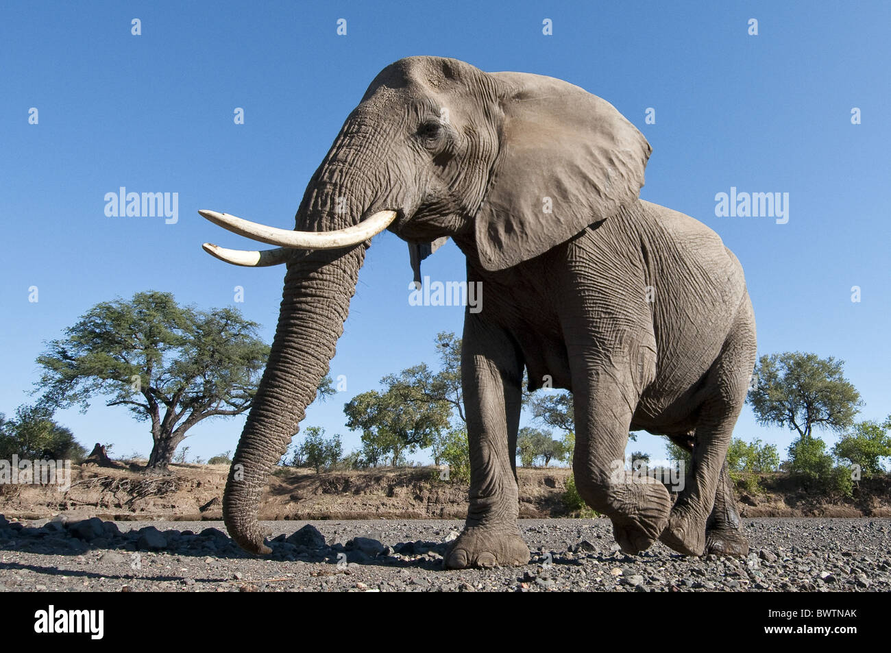 africana arid botswana breeding elephant herd june loxodonta mashatu ...