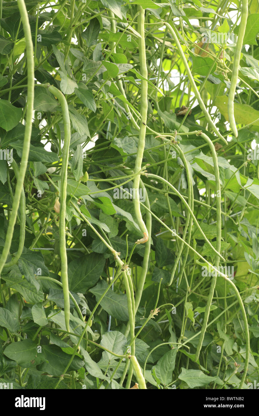Yard long bean plants hi-res stock photography and images - Alamy