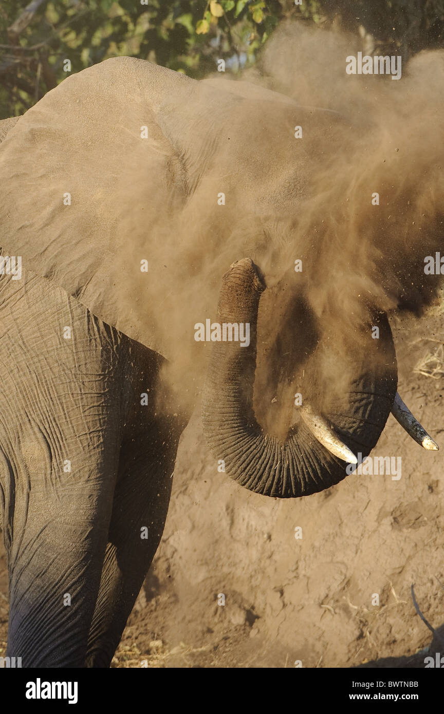 African Elephant (Loxodonta africana) adult, close-up of head, dusting ...