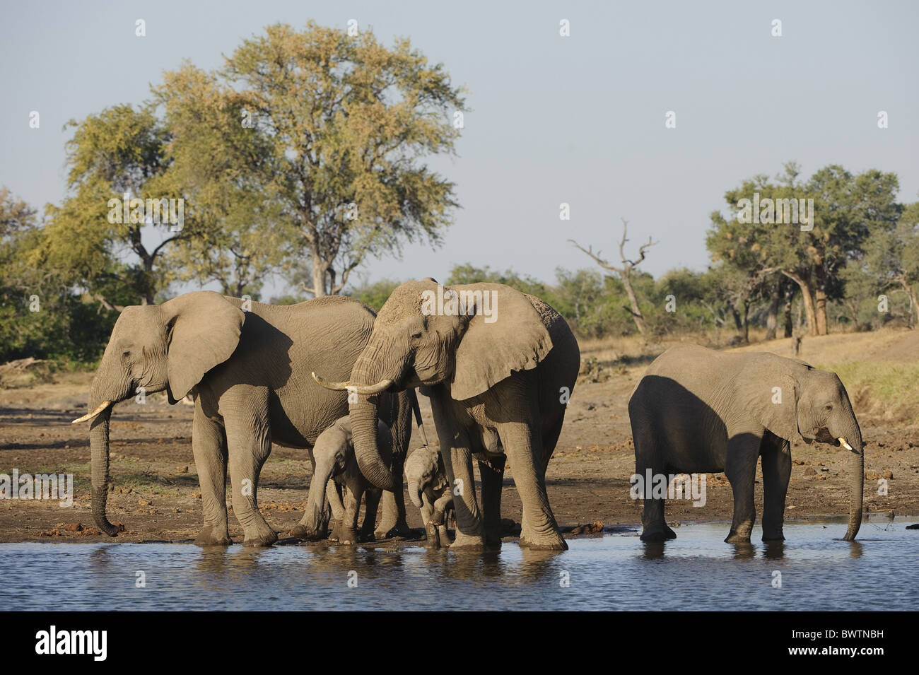 arid baby botswana breeding drink elephant herd june mashatu nature ...